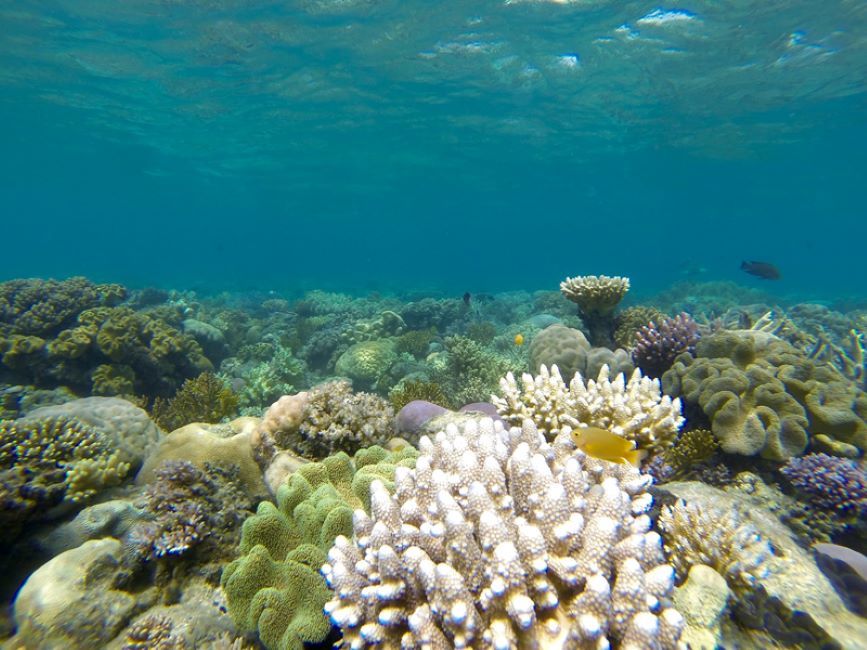Governments must take action to save the Great Barrier Reef – EnvA – CQ