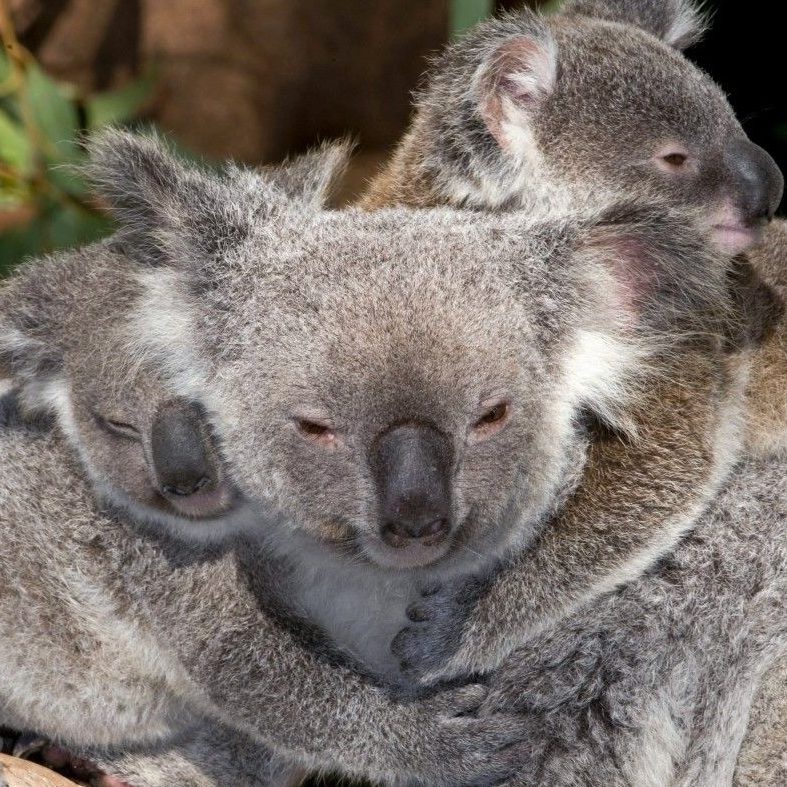 EnvA – CQ – Climate action in Central Queensland