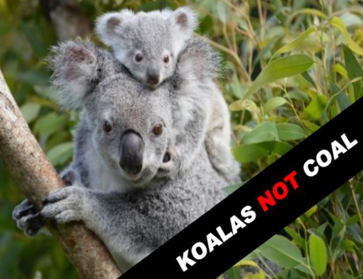 Koalas not coal – EnvA – CQ