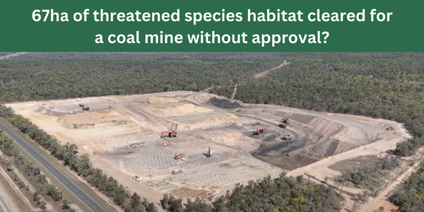 Australia’s environmental laws allow for killing koalas – EnvA – CQ